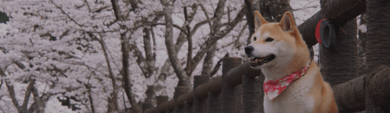 History of the Shiba Inu – NIHONKEN HOZONKAI